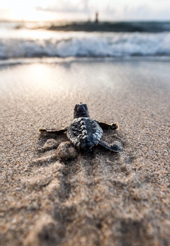 Backyard treasures: The turtles and sharks of South Florida ...