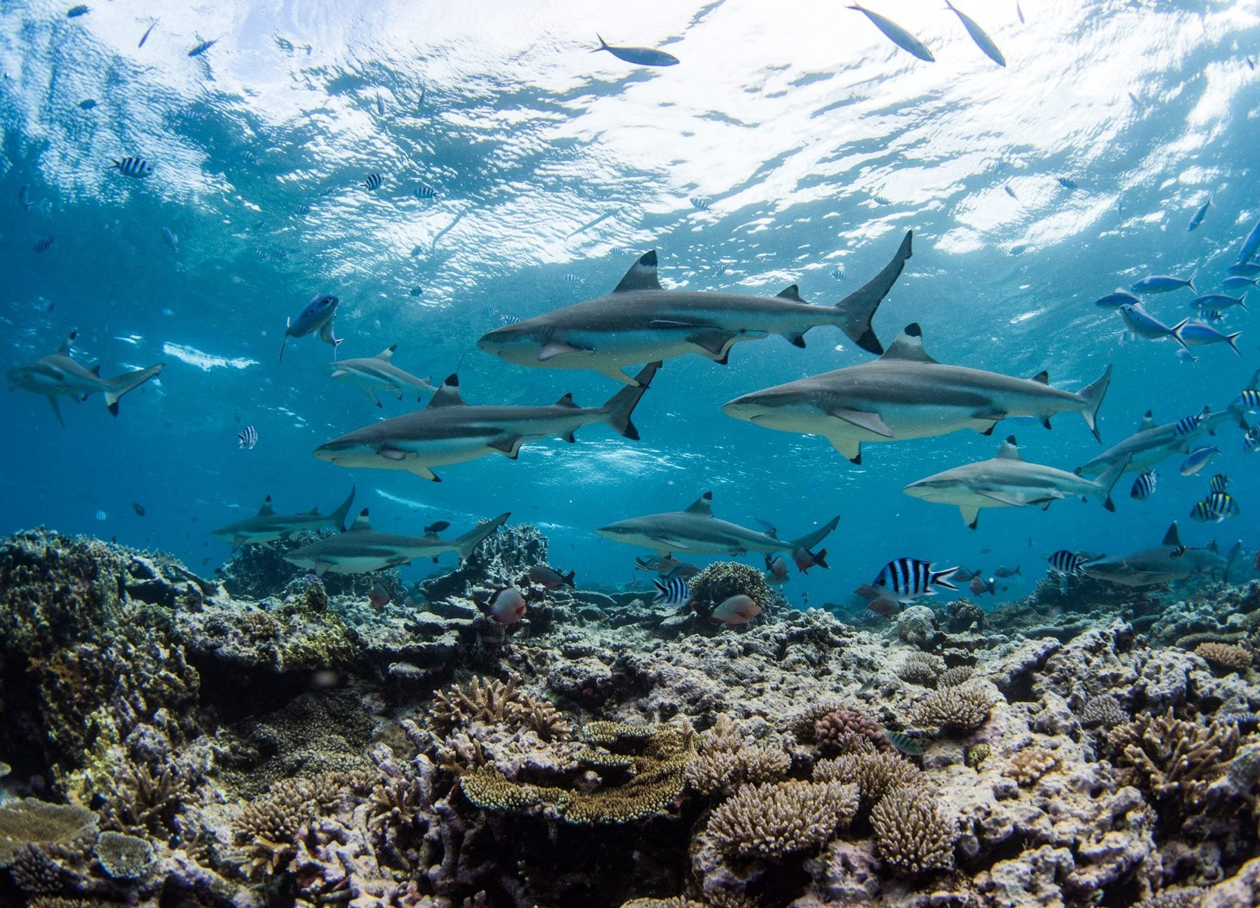 Shark baiting: The debate - Oceanographic - Oceanographic