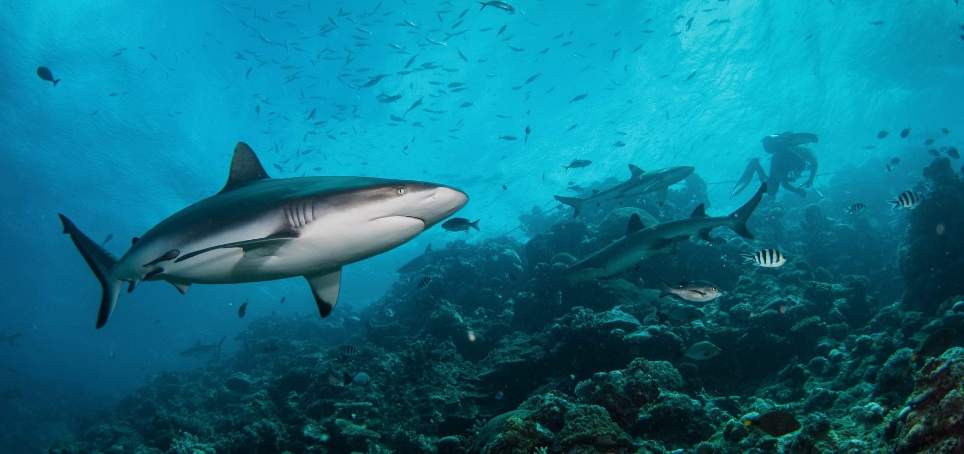 Shark baiting: The debate - Oceanographic - Oceanographic