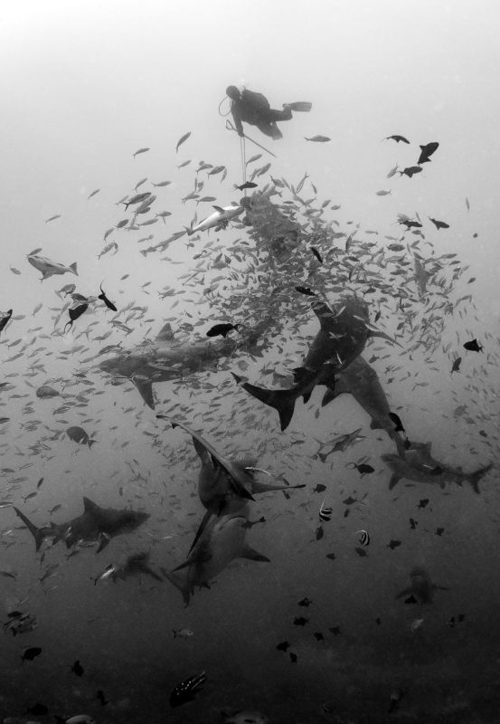 Shark baiting: The debate - Oceanographic - Oceanographic
