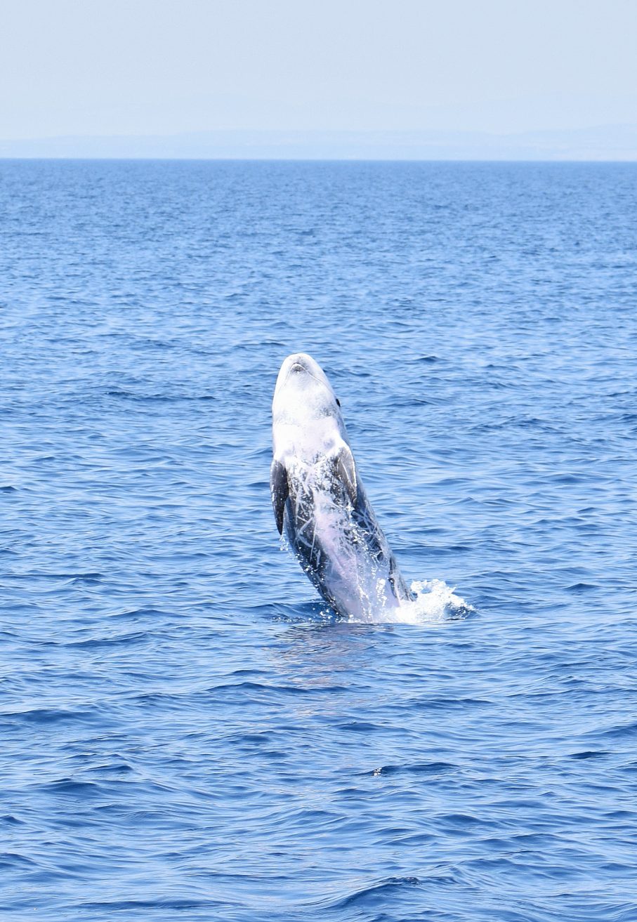Understanding the Risso's dolphin's scars - Oceanographic - Oceanographic