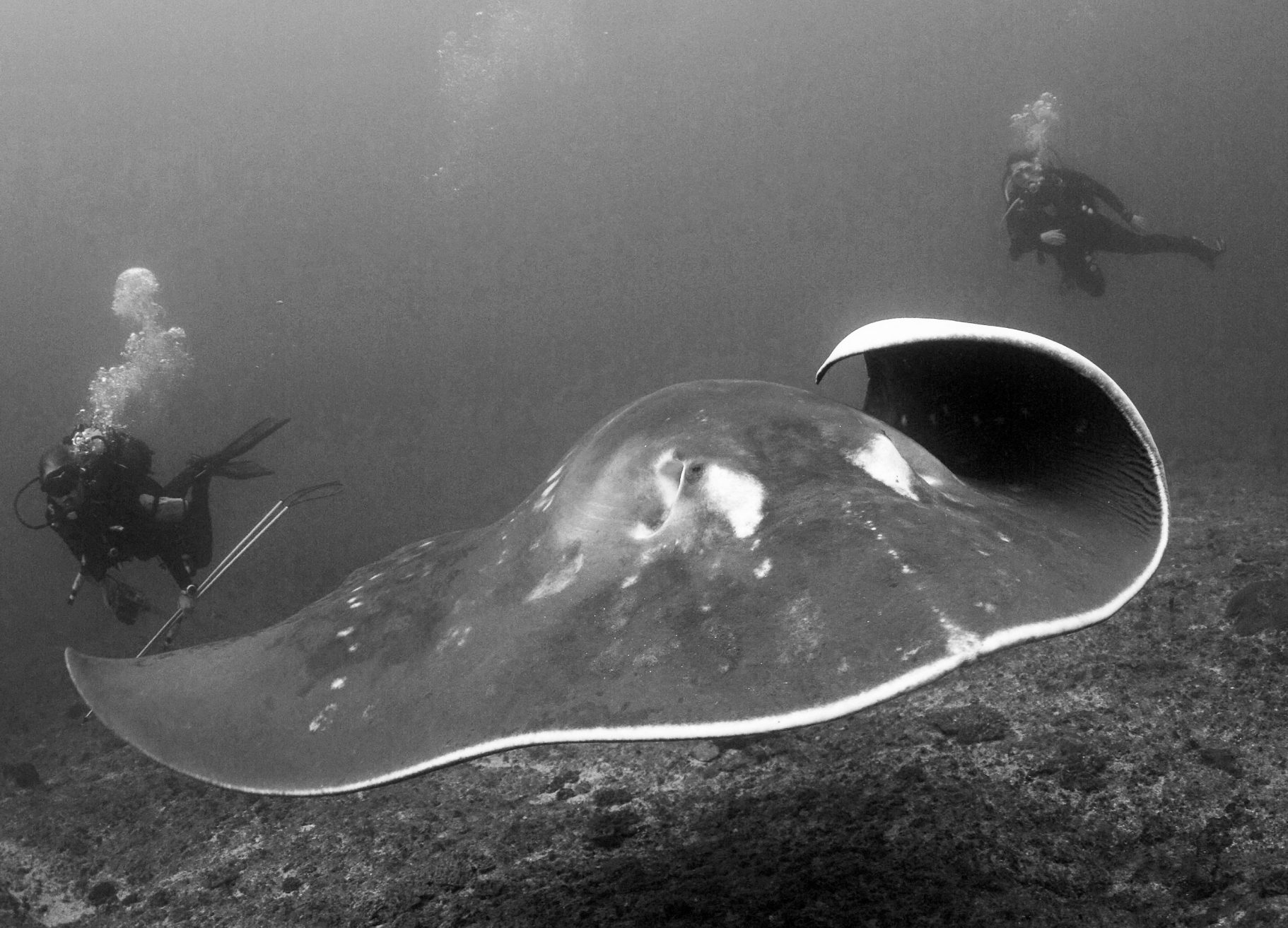 Brief encounters with the smalleye stingray - Oceanographic - Oceanographic