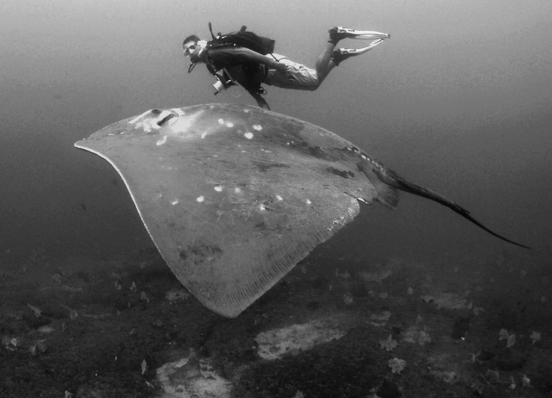 Brief encounters with the smalleye stingray - Oceanographic - Oceanographic