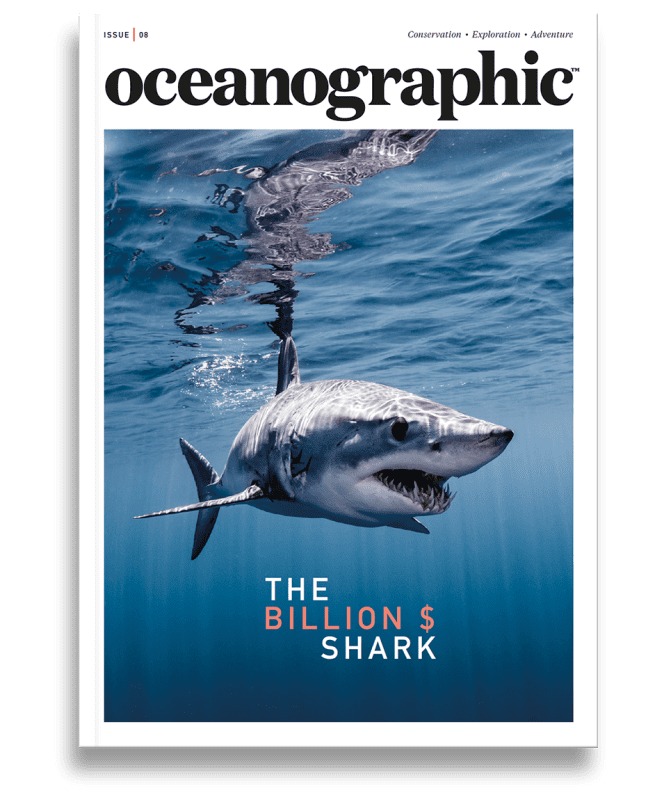 Oceanographic Magazine / Issue Eight / The billion $ shark - Oceanographic