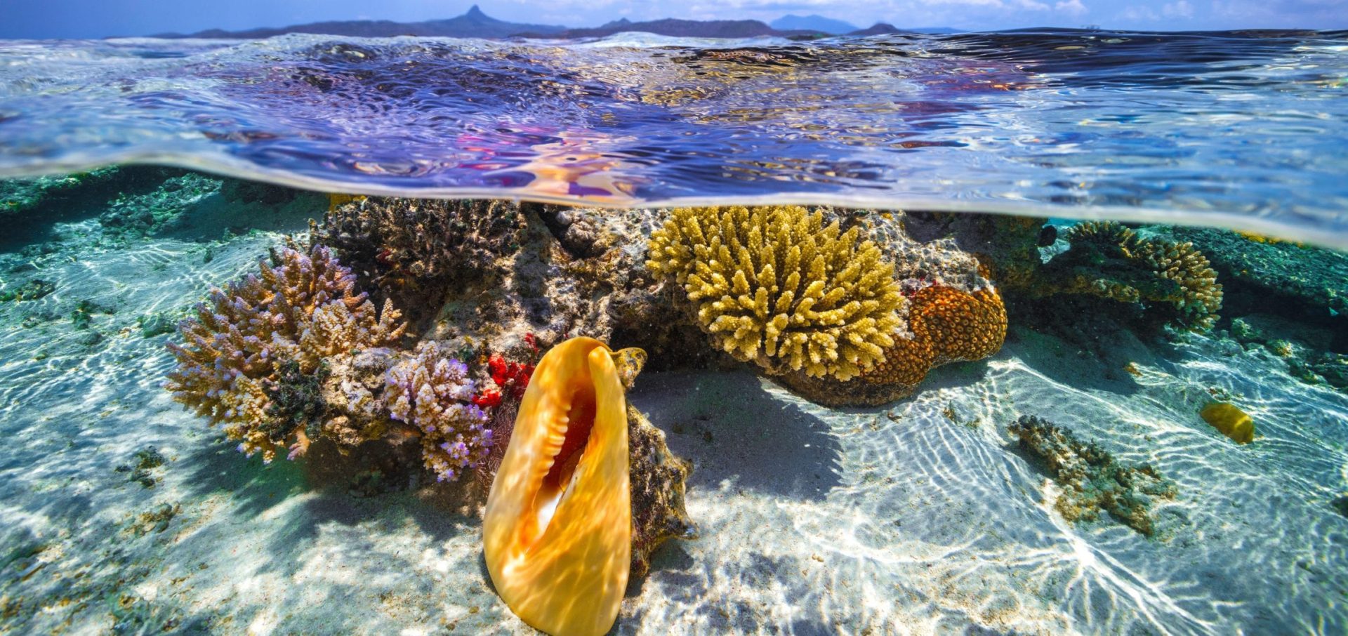 Finding hope for the survival of ocean corals - Oceanographic ...