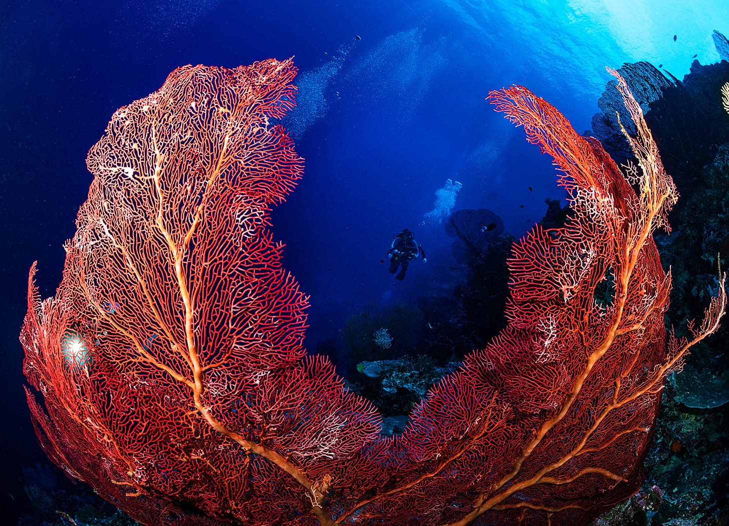 Finding hope for the survival of ocean corals - Oceanographic ...