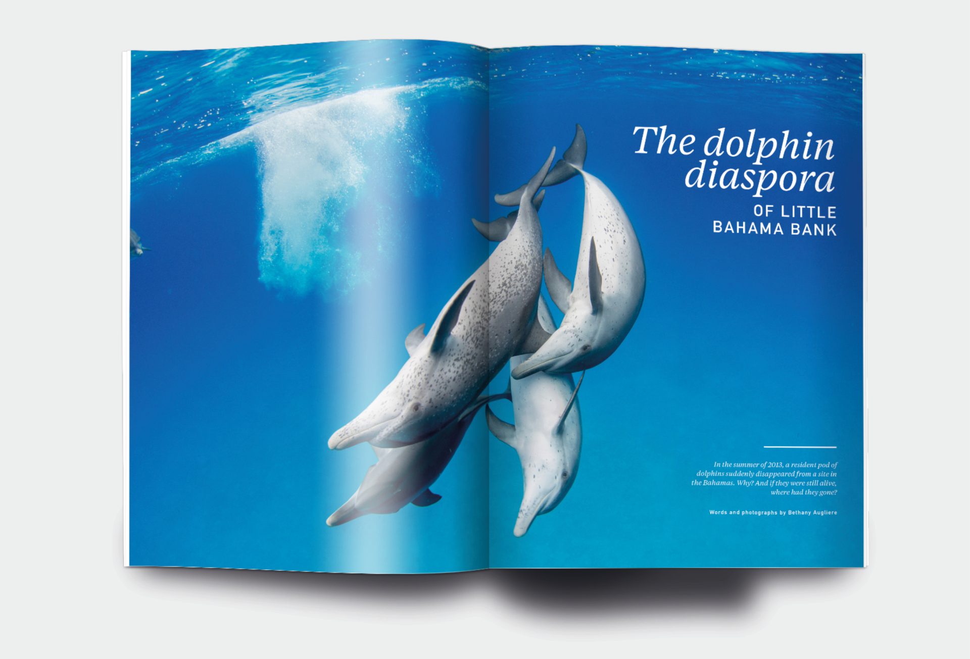Oceanographic Magazine / Issue Nine / Dancing with orcas - Oceanographic