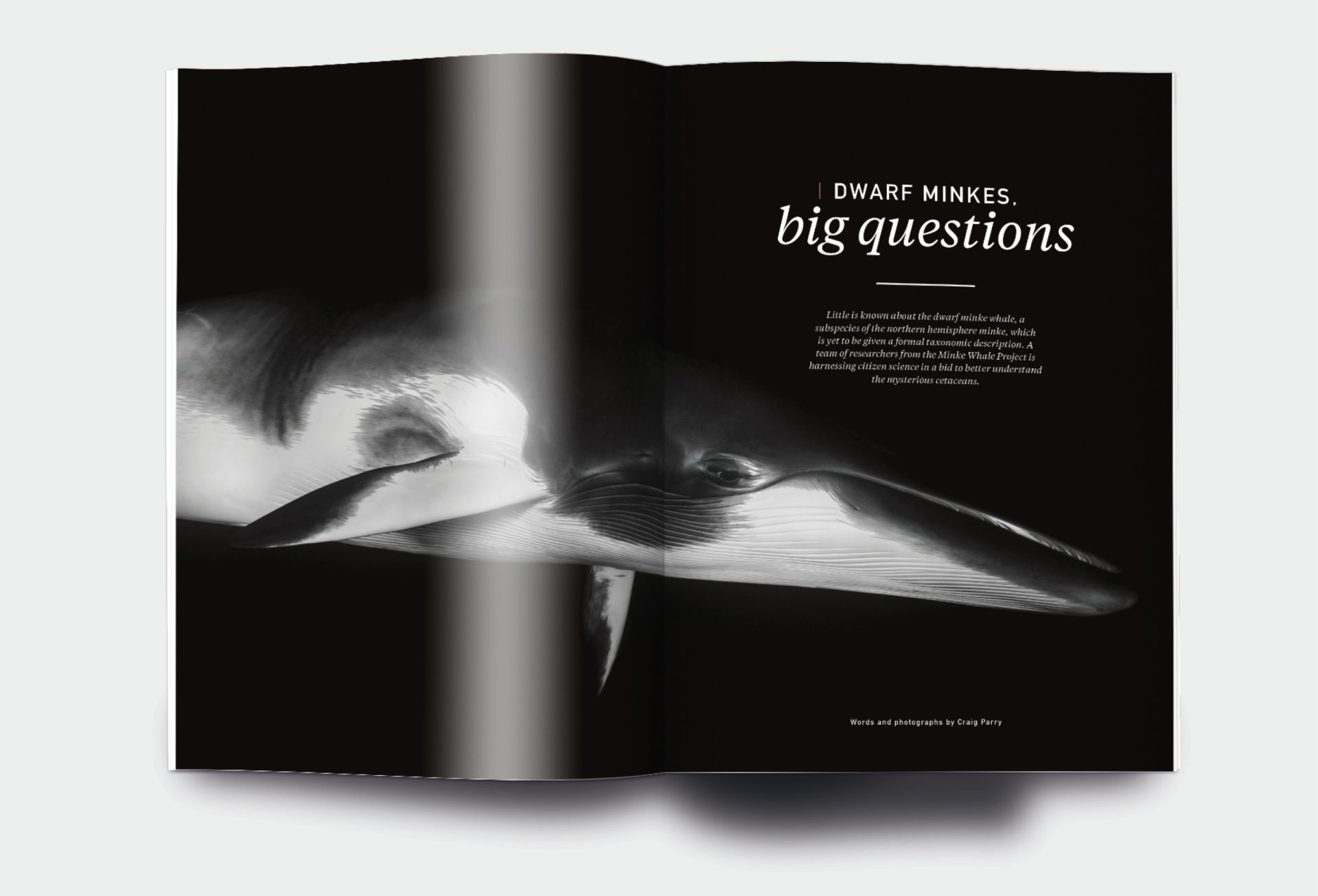 Oceanographic Magazine / Issue Nine / Dancing with orcas - Oceanographic