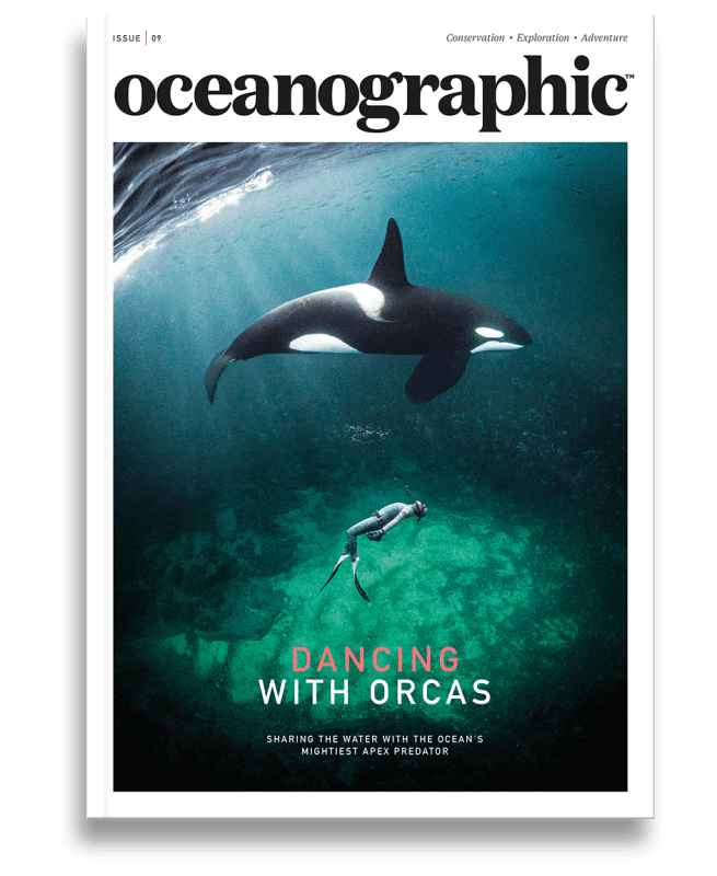 Oceanographic Magazine / Issue Nine / Dancing with orcas - Oceanographic