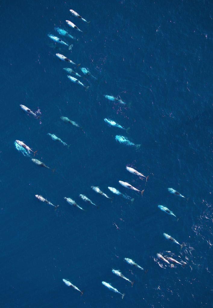 Listening to the ocean: Understanding noise pollution in our seas ...