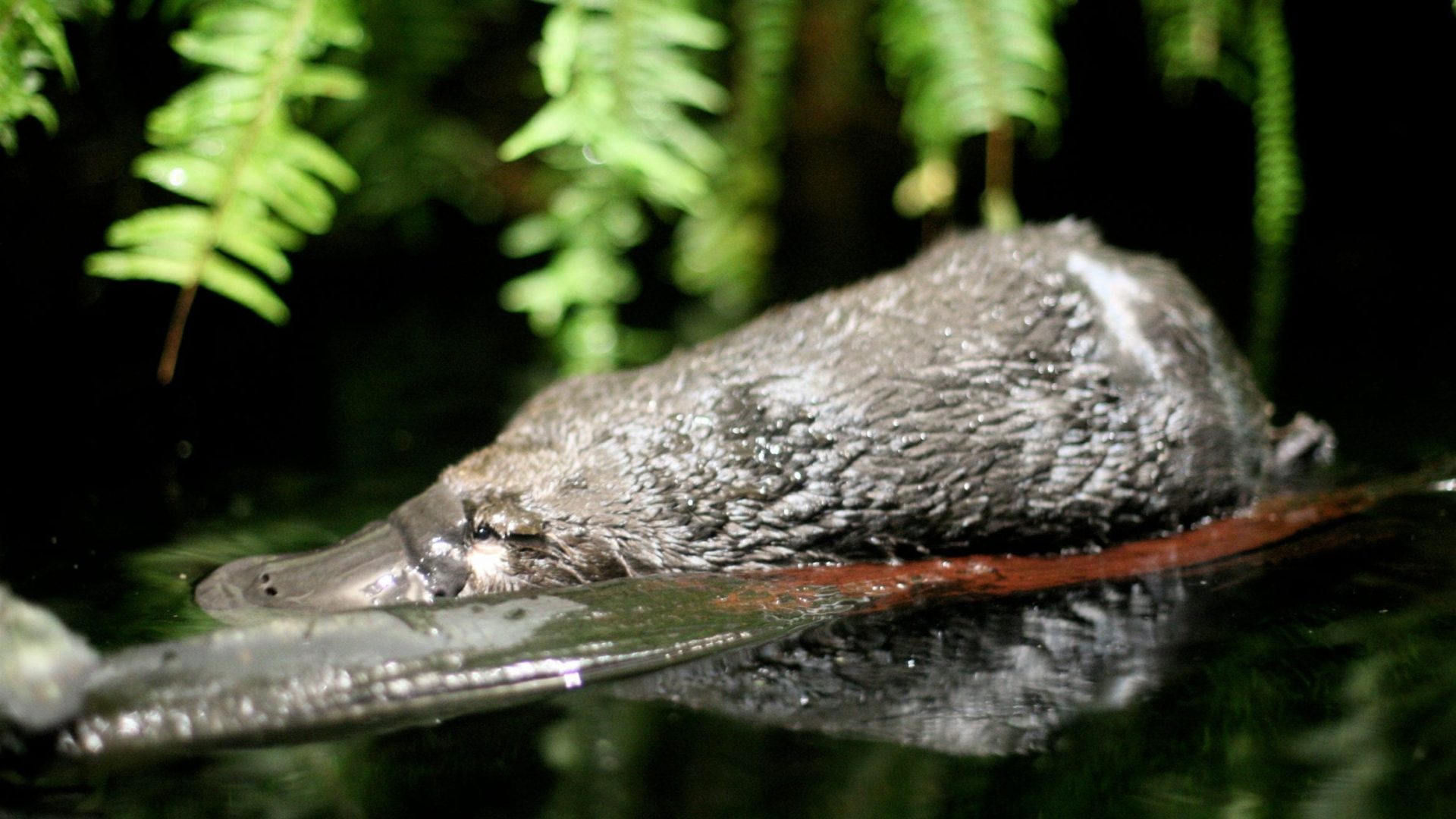Global heating pushing Australia's platypus towards extinction ...