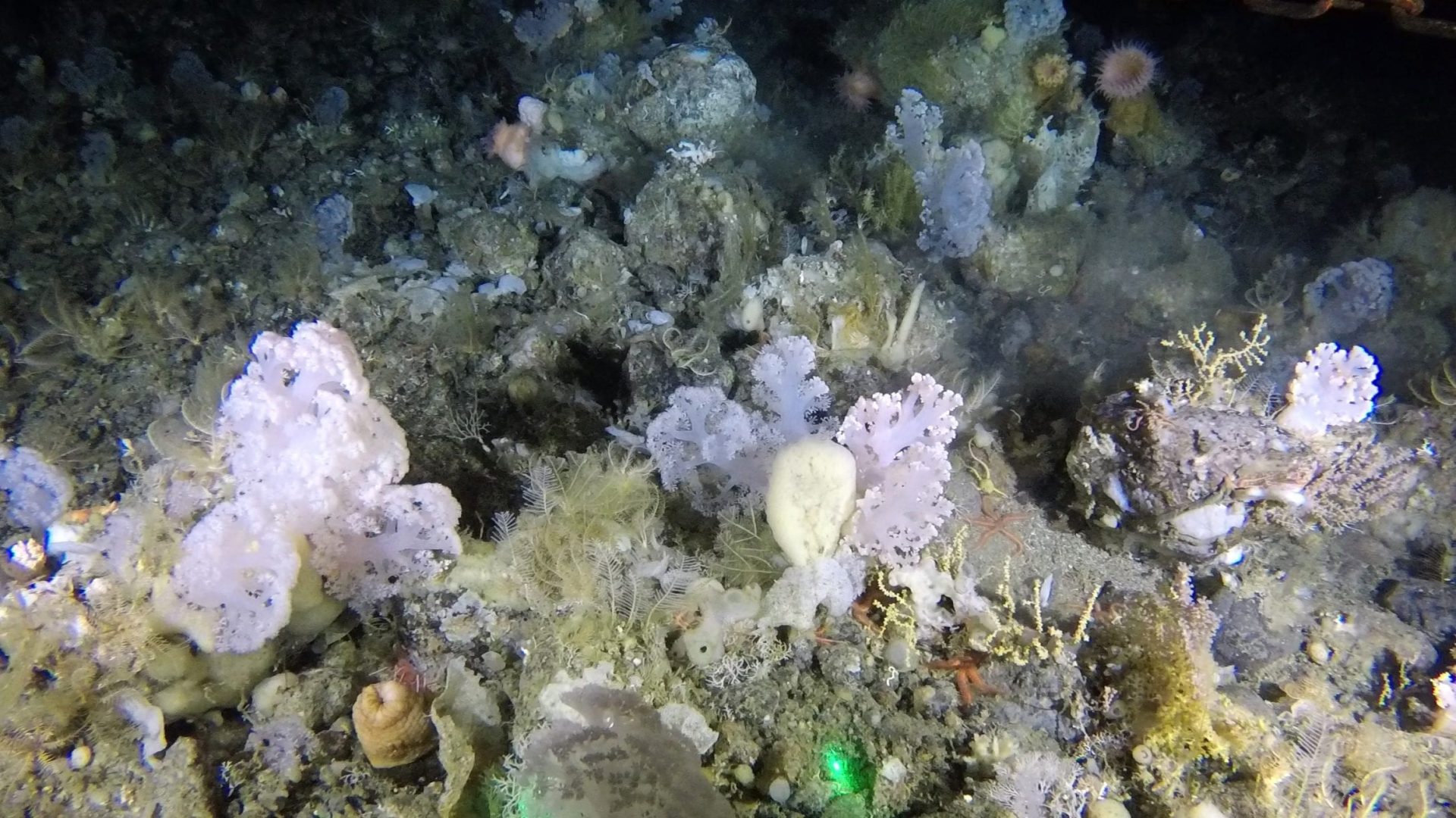 Soft coral garden discovered in Greenland's deep sea - Oceanographic ...