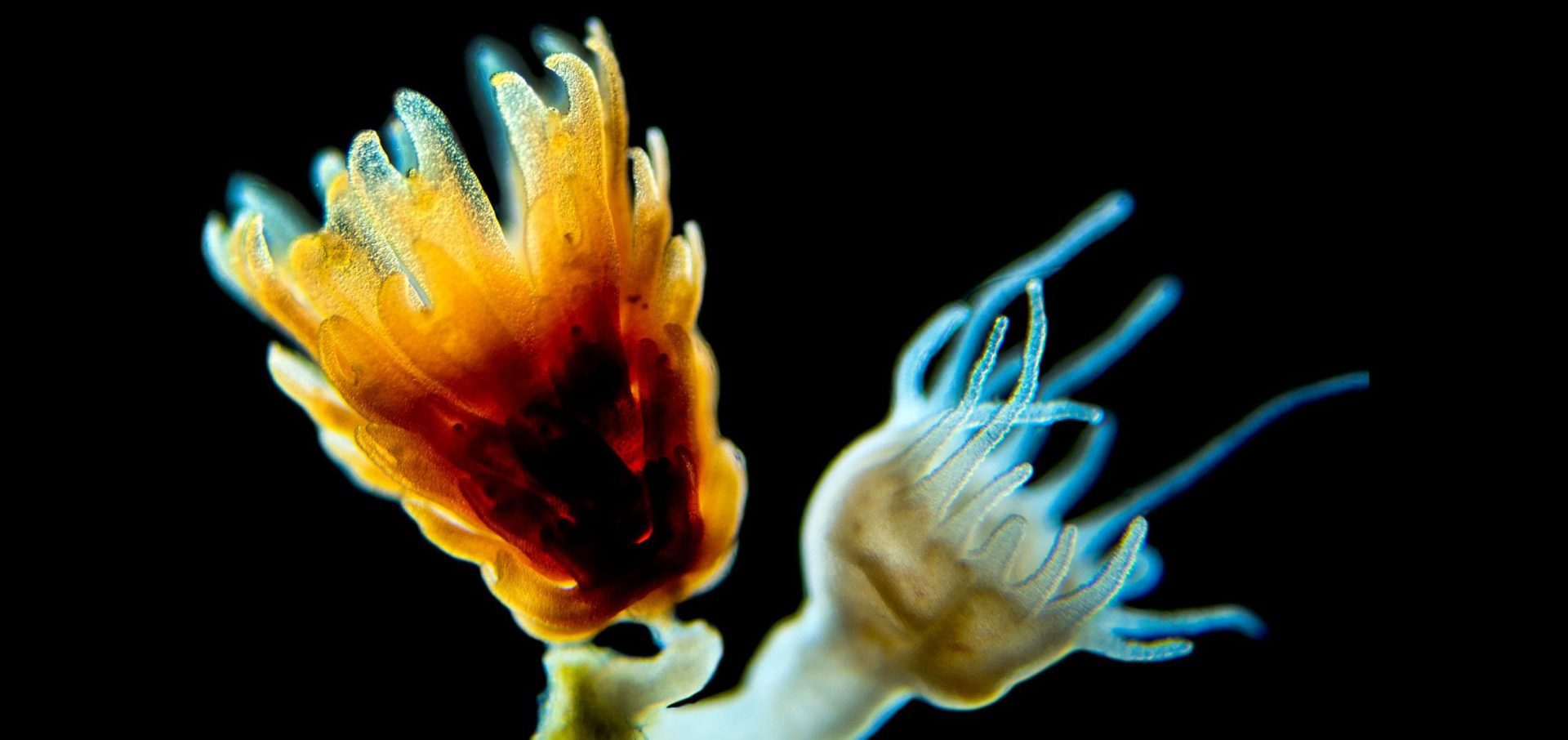 Birth of a jellyfish: Why blooms are on the increase in the ...