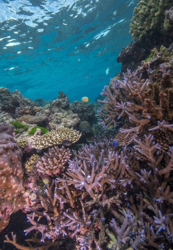 The Great Wall of Fiji: Expeditions to the island nation's barrier reef - Oceanographic ...