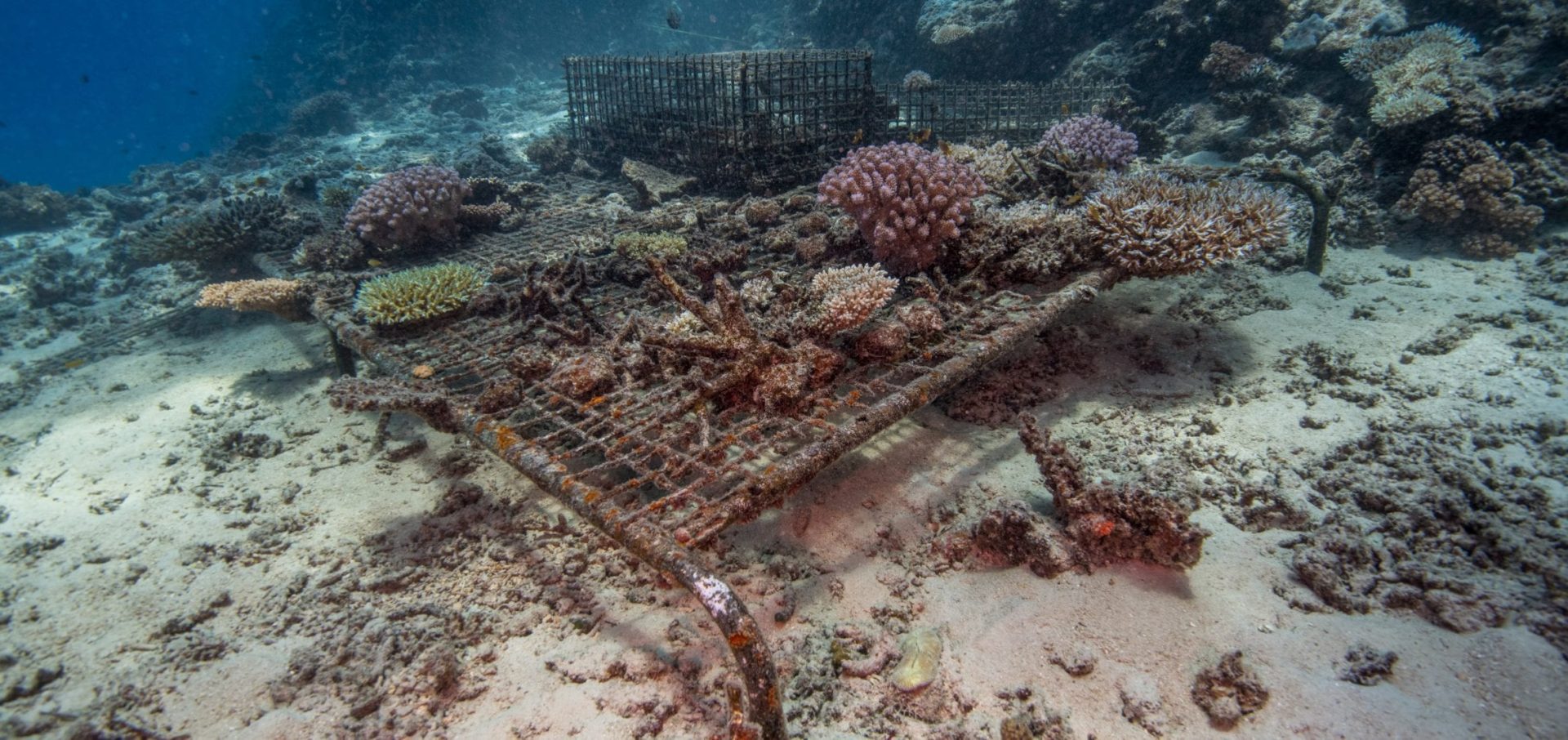 The Great Wall of Fiji: Expeditions to the island nation's barrier reef - Oceanographic ...