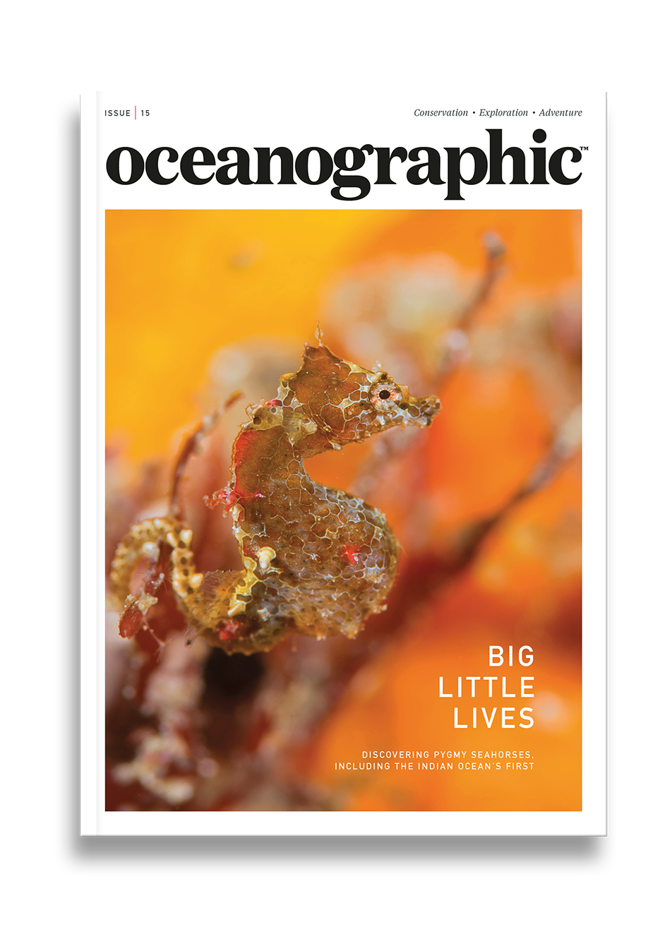 Wild Coast: Following the flow of fish - Oceanographic - Oceanographic