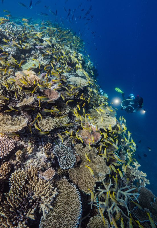 Coral community: Conducting the Great Reef Census - Oceanographic ...