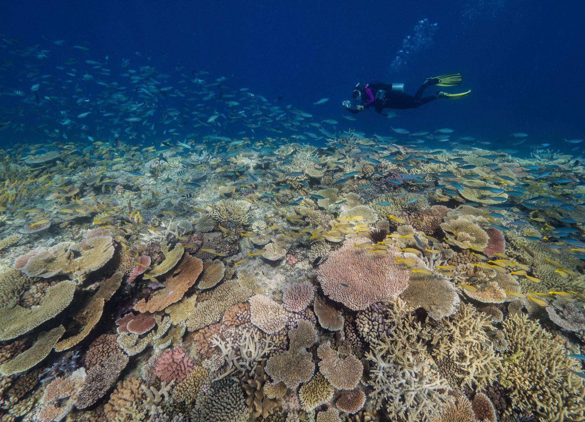 Coral community: Conducting the Great Reef Census - Oceanographic ...