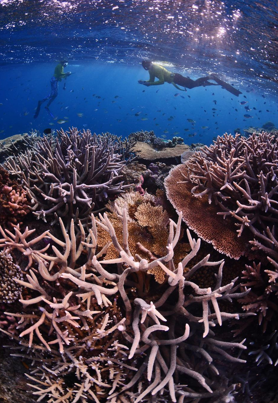 Coral community: Conducting the Great Reef Census - Oceanographic ...