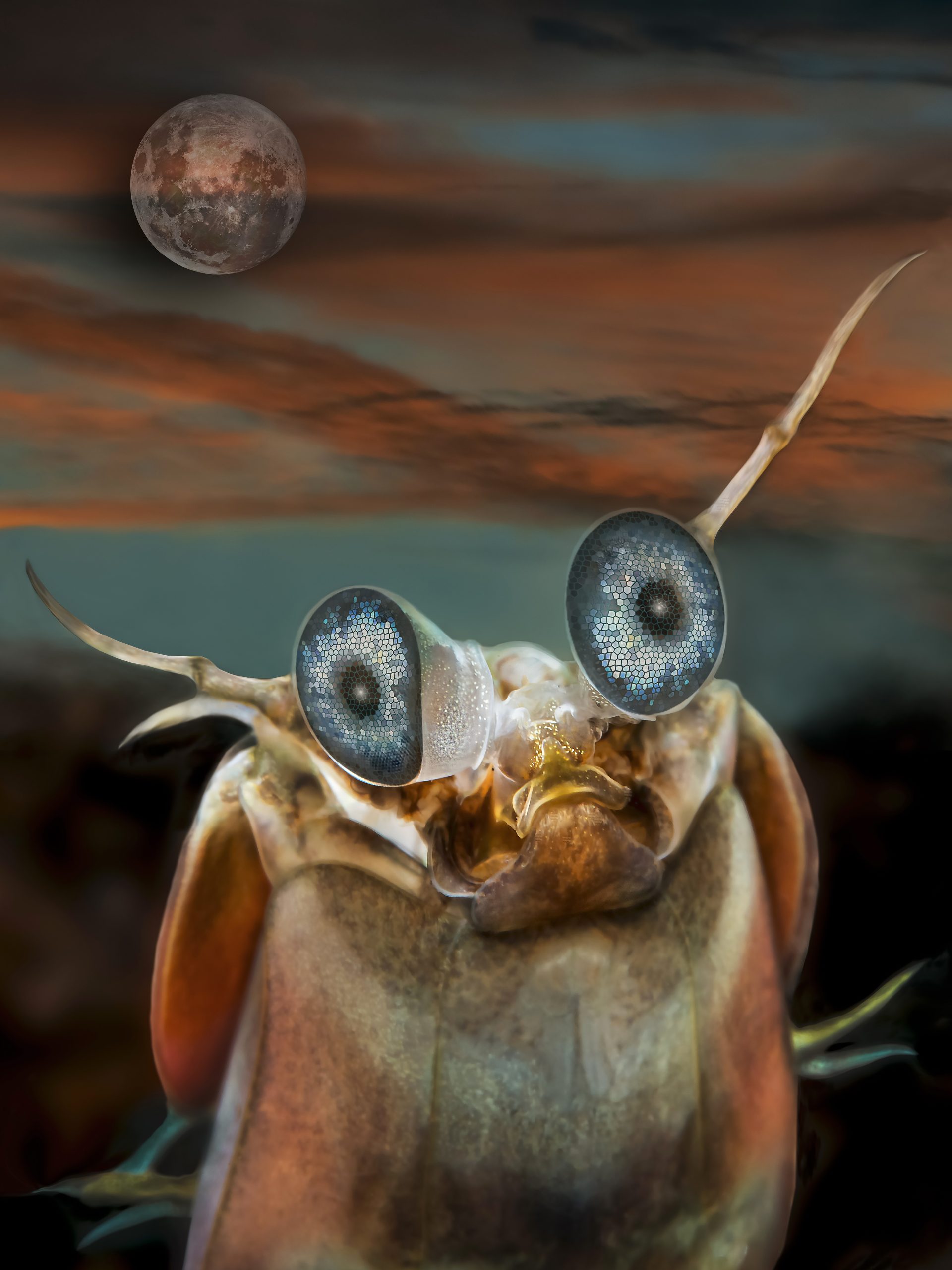 Fish art - Oceanographic - Oceanographic