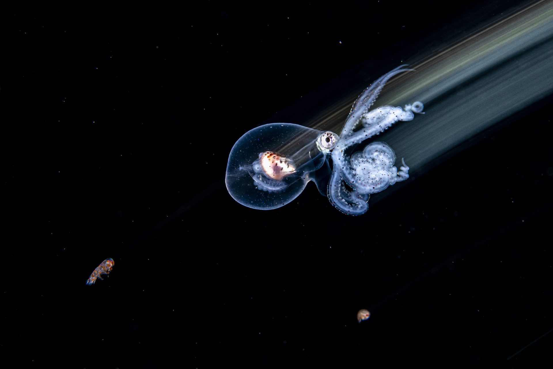 2020 EPoY finalist, Henley Spiers - Oceanographic - Oceanographic