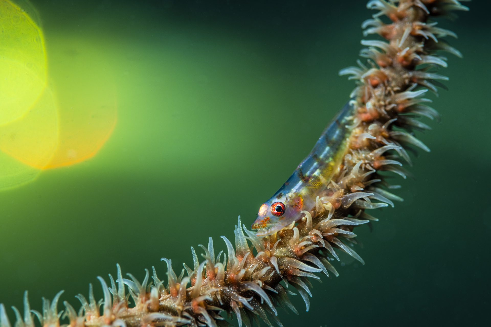Matty Smith Interview, Ocean Photographer of the Year - Oceanographic ...