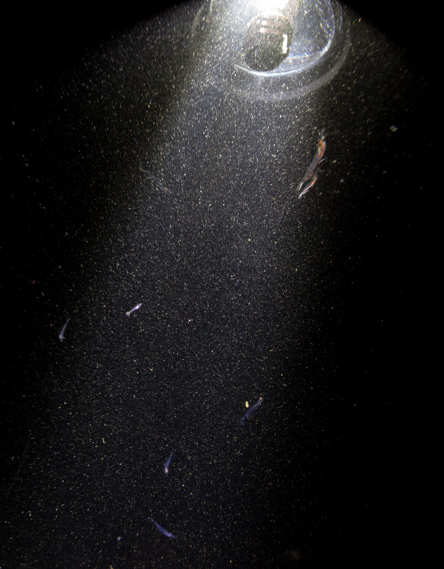 It's light: Studying the ability of zooplankton to detect light ...