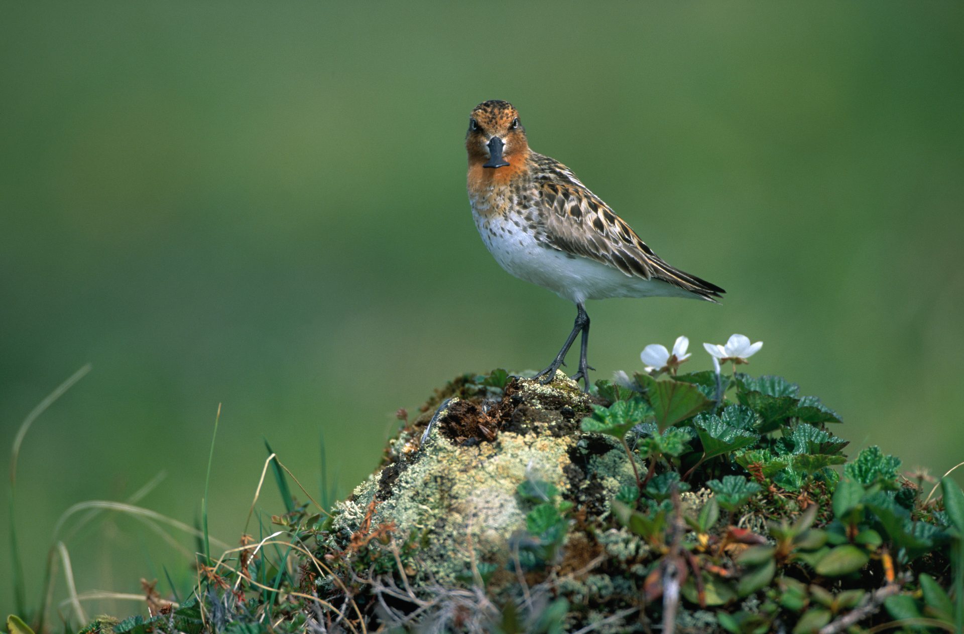 Saving the sandpiper - Oceanographic - Oceanographic