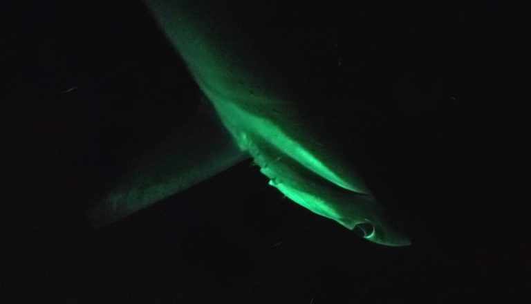 Into the depths: Shark diving behaviour revealed - Oceanographic ...