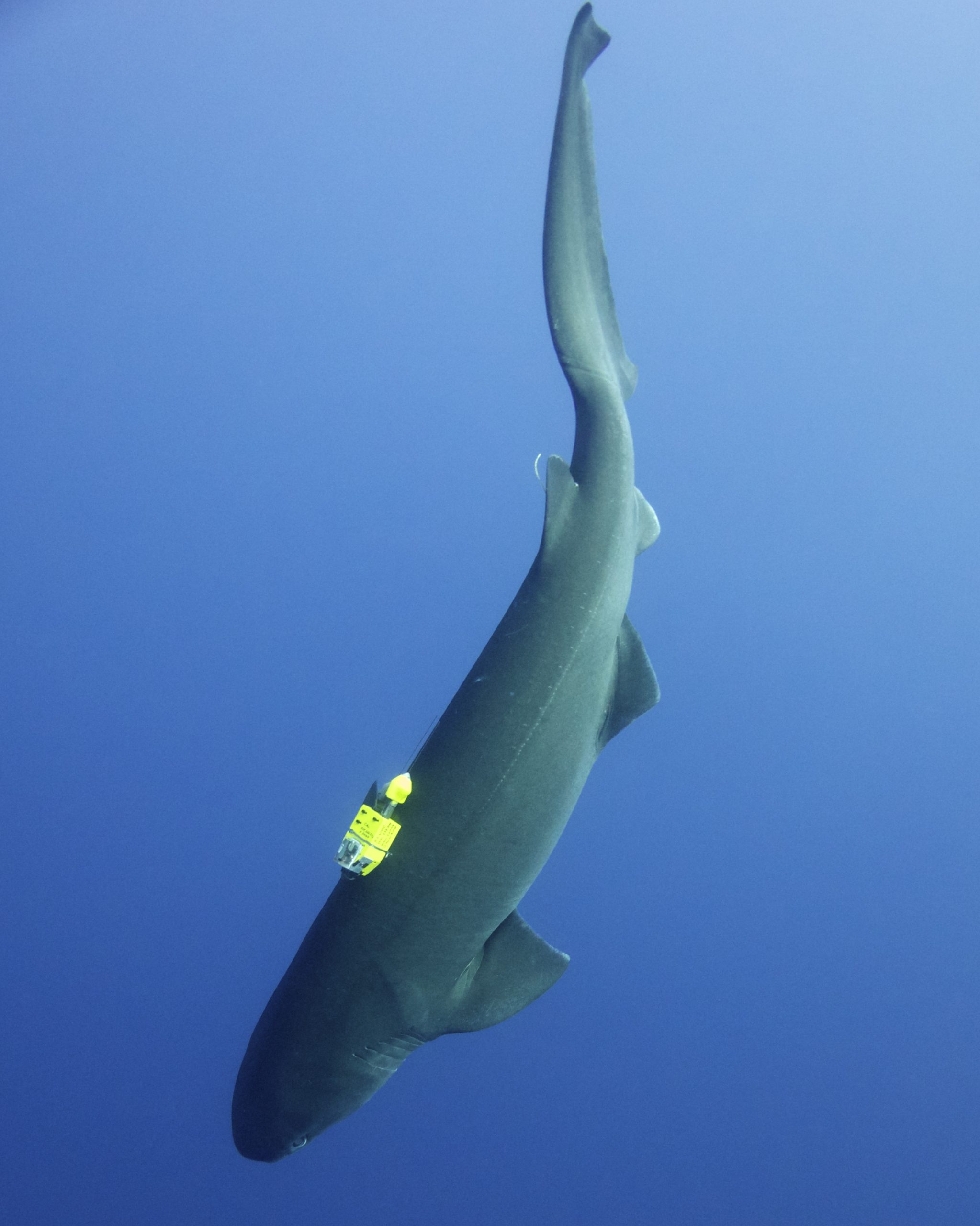 Into the depths: Shark diving behaviour revealed - Oceanographic ...