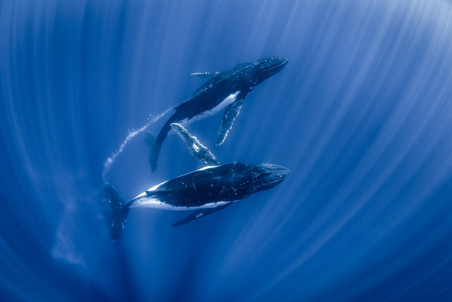 Whale tales: The importance of the whale pump - Oceanographic ...