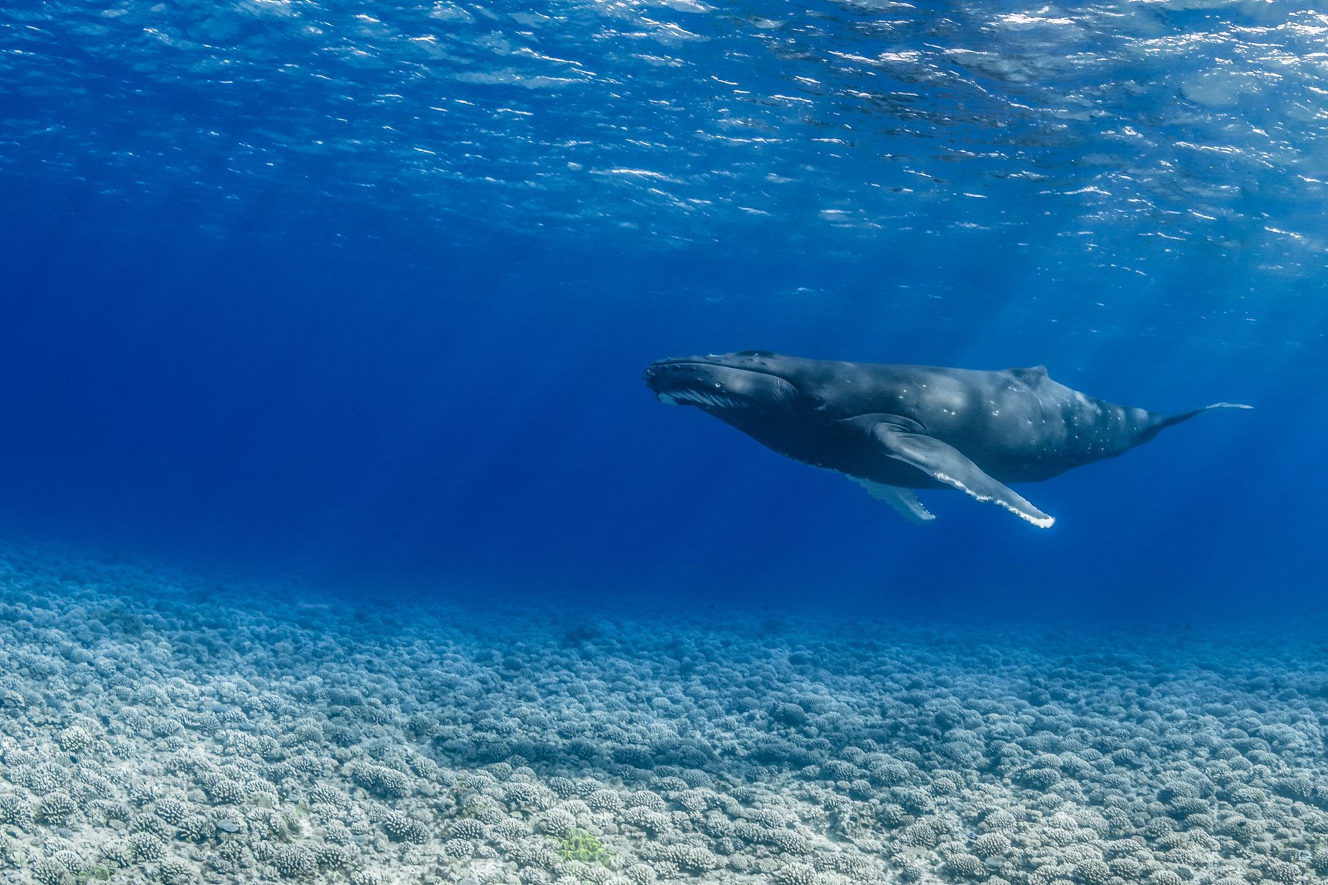 Whale tales: The importance of the whale pump - Oceanographic ...