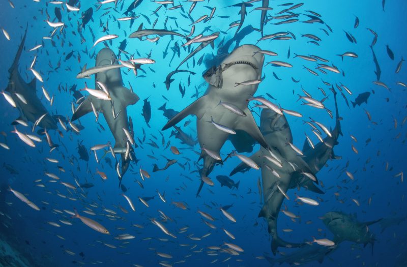 Beyond the fear: An interview with Julie Andersen - Oceanographic ...