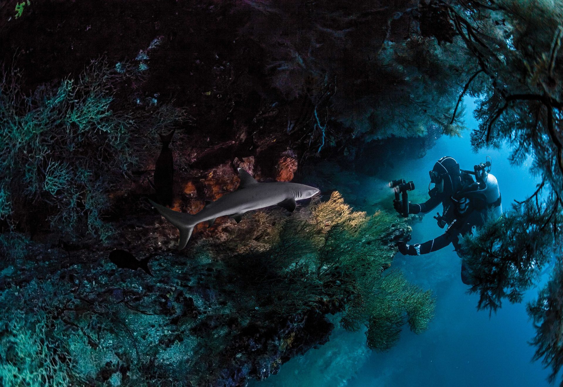 Beyond the fear: An interview with Julie Andersen - Oceanographic ...