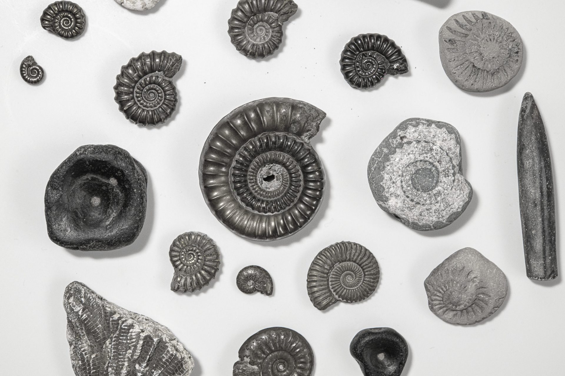 Victorian dump site: From trash to treasure - Oceanographic - Oceanographic