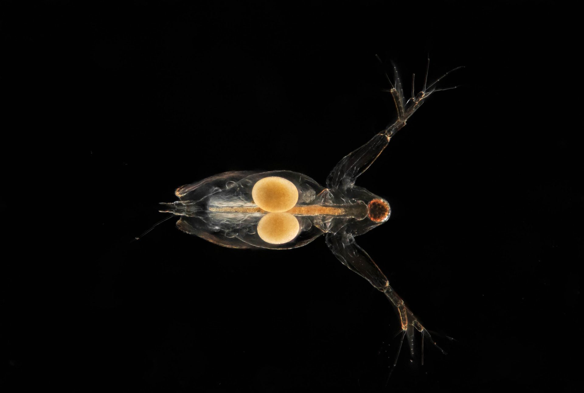 Plankton up-close: An unseen world - Oceanographic - Oceanographic