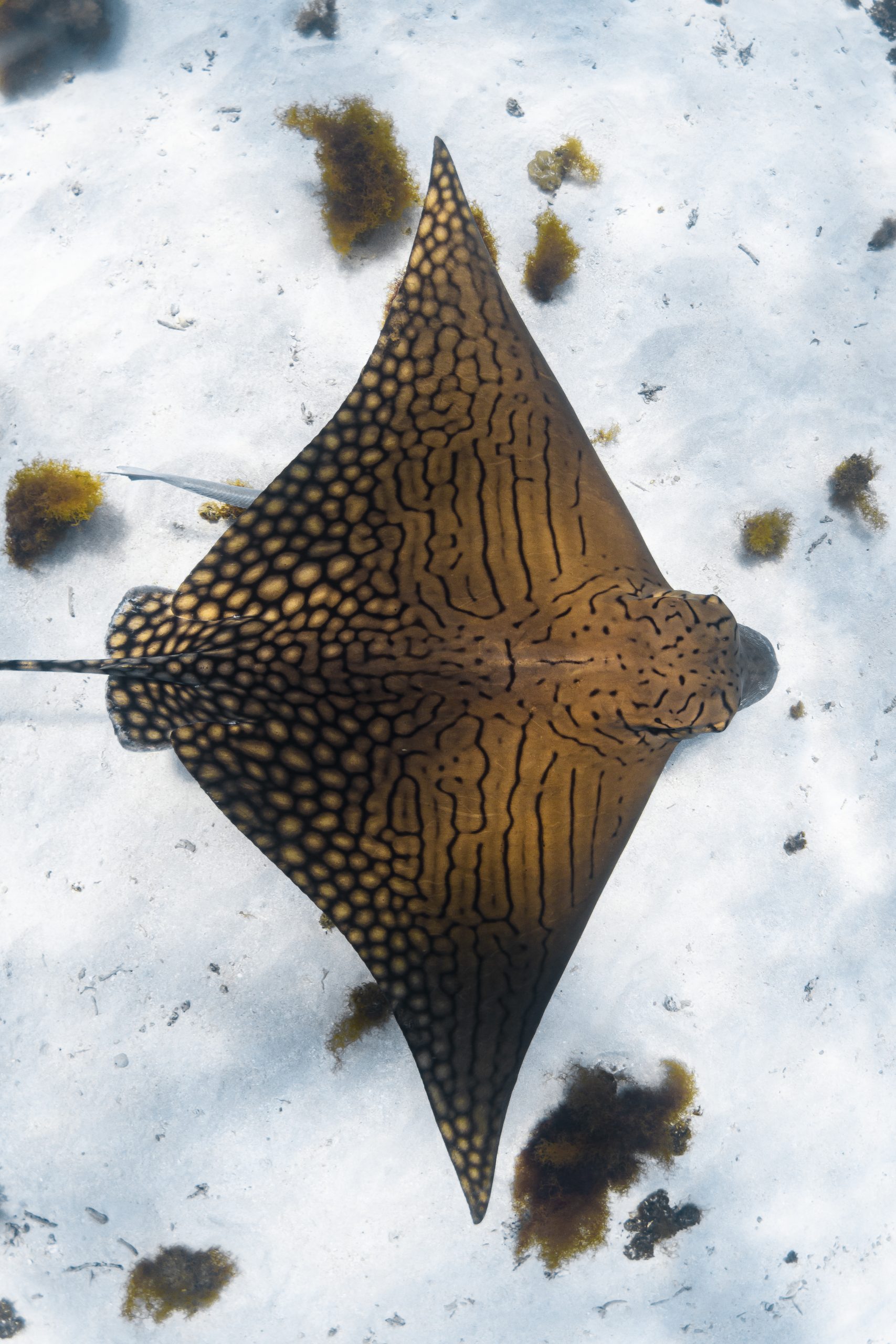 Ornate eagle ray: A ray of rarity - Oceanographic - Oceanographic