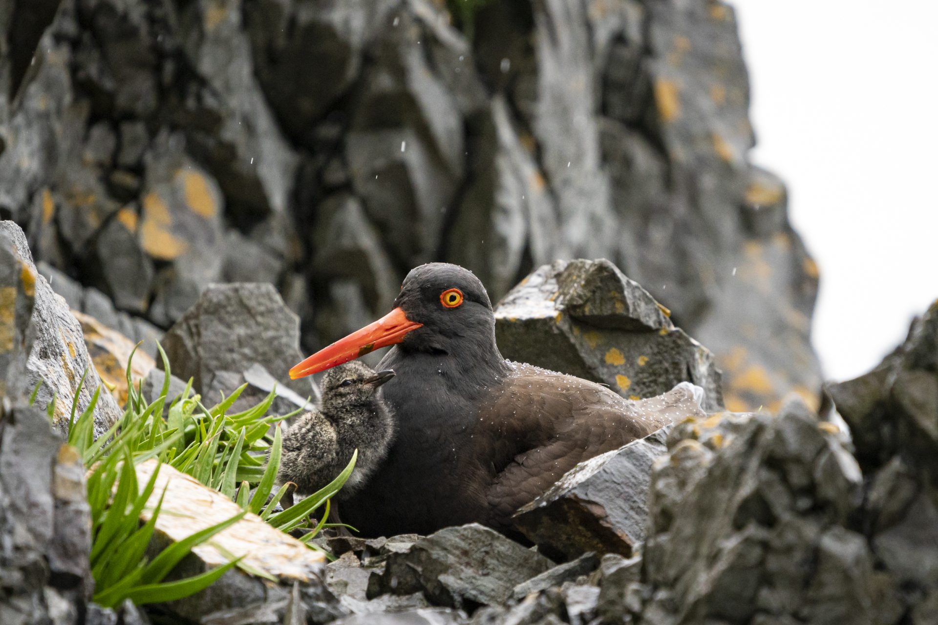 Triangle island - Oceanographic - Oceanographic