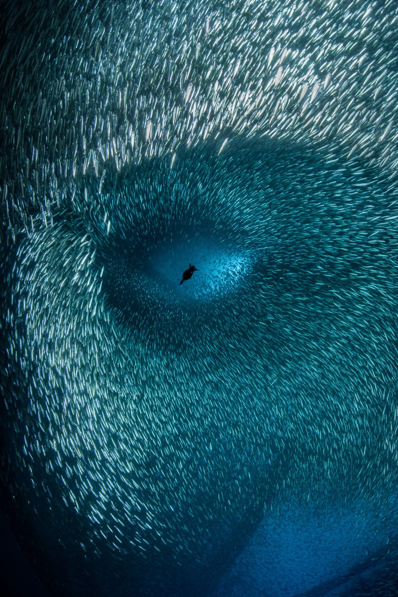 Ocean Photographer of the Year - Oceanographic