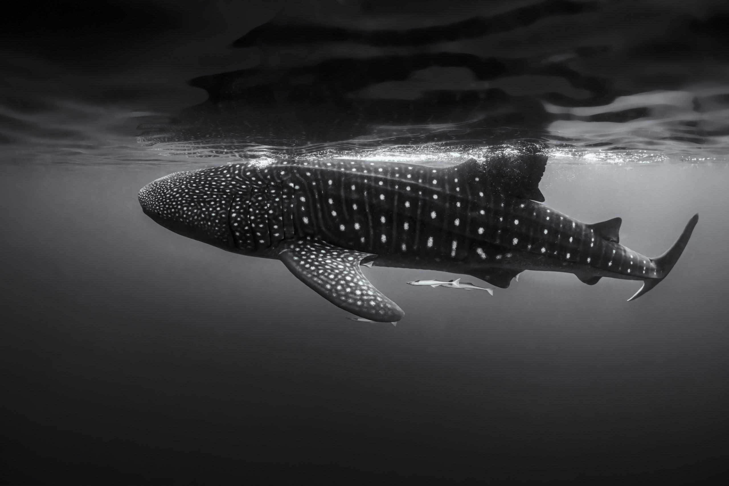 Ocean Portfolio Award 2022, Martin Broen - Oceanographic - Oceanographic