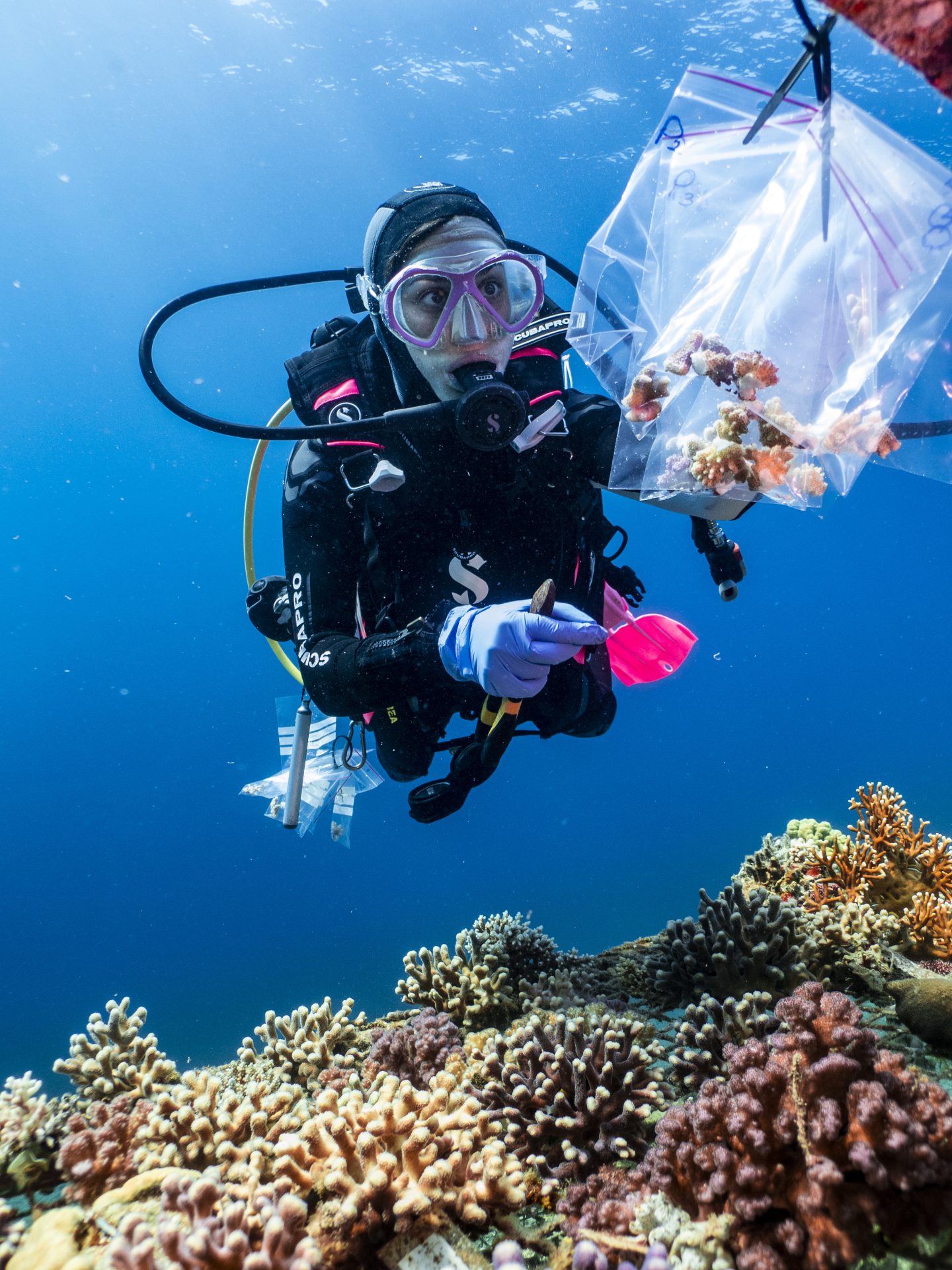 Gulf of Eilat/Aqaba: Super corals - Oceanographic - Oceanographic