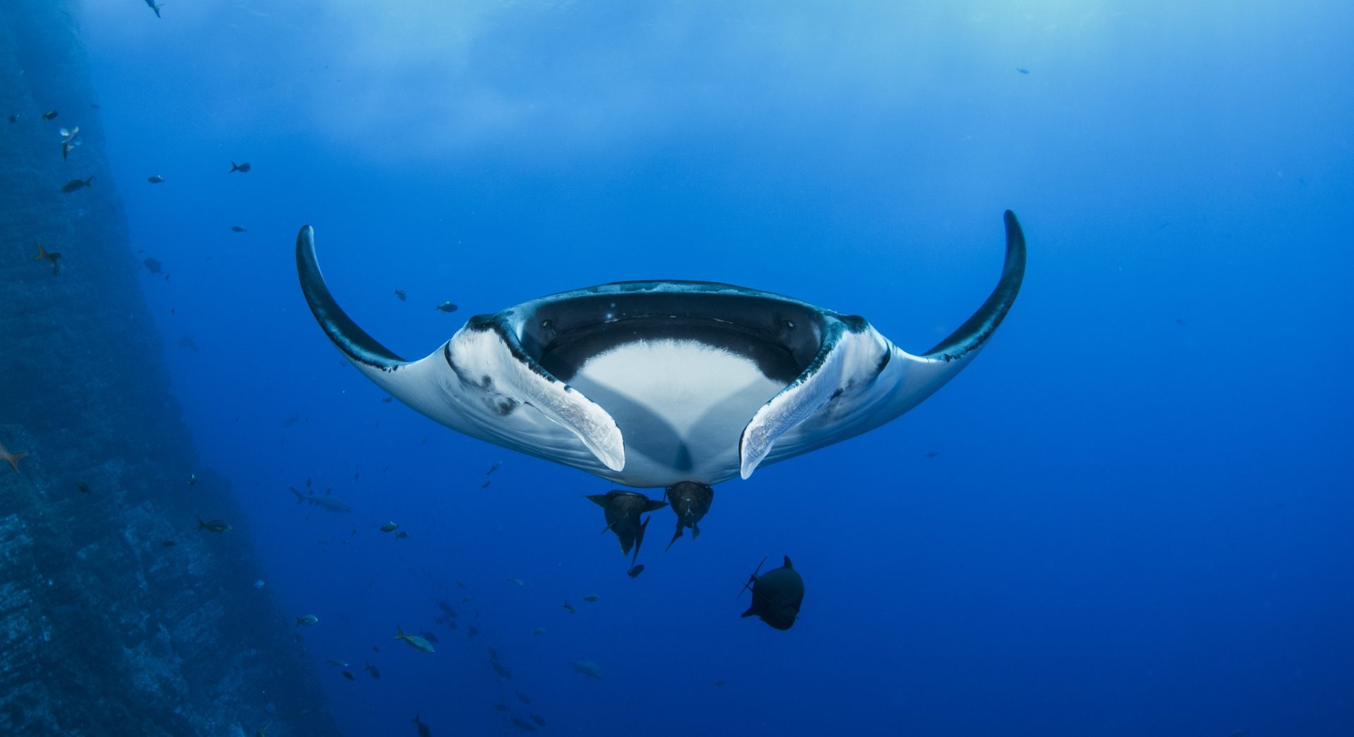 Largest known manta ray population found off Ecudor - Oceanographic ...