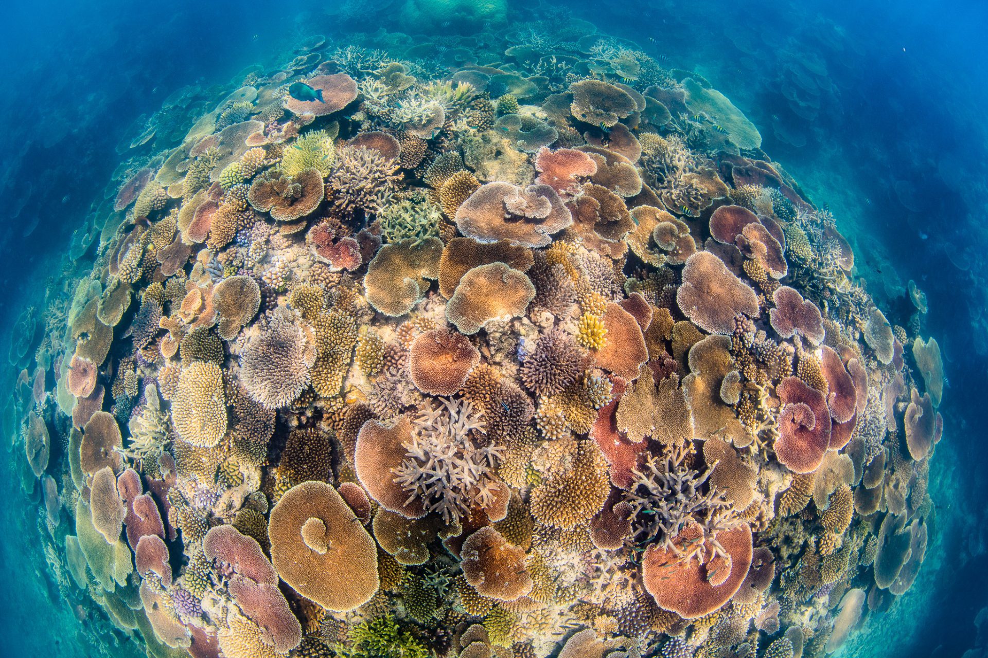 Remote reefs: Surveying Lizard Island - Oceanographic - Oceanographic
