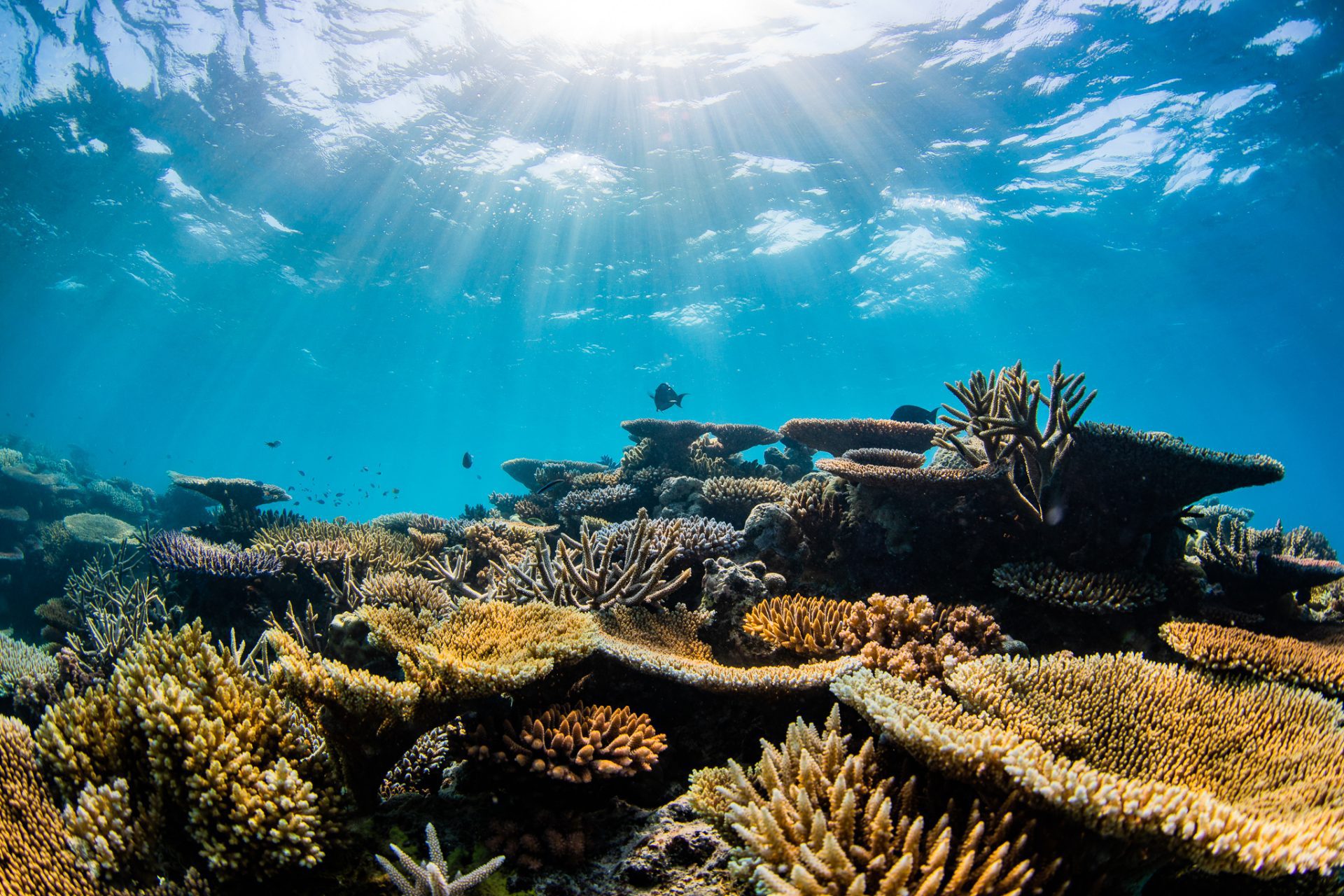 Remote reefs: Surveying Lizard Island - Oceanographic - Oceanographic