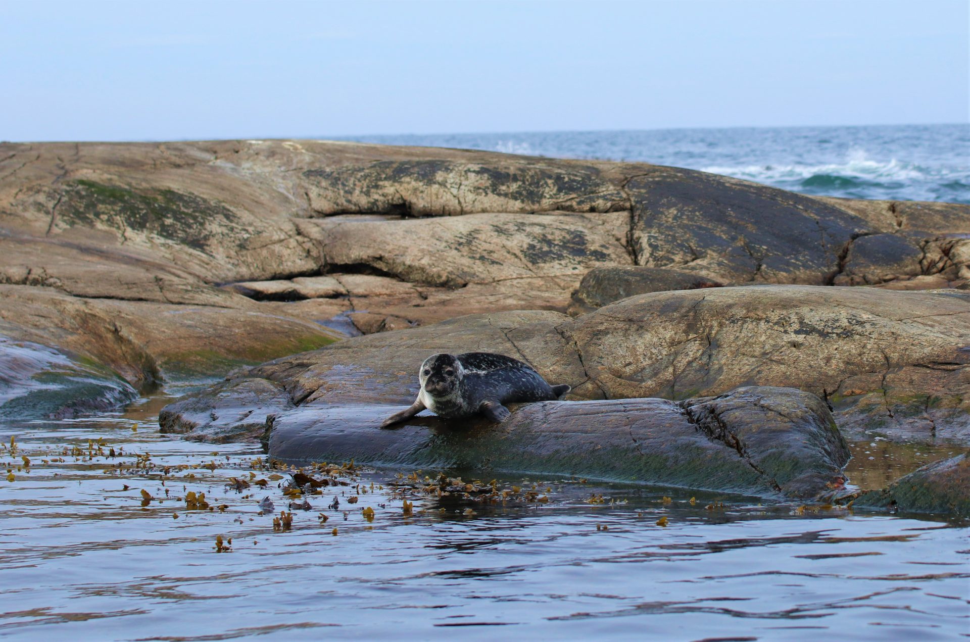 The secret lives of seals - Oceanographic - Oceanographic