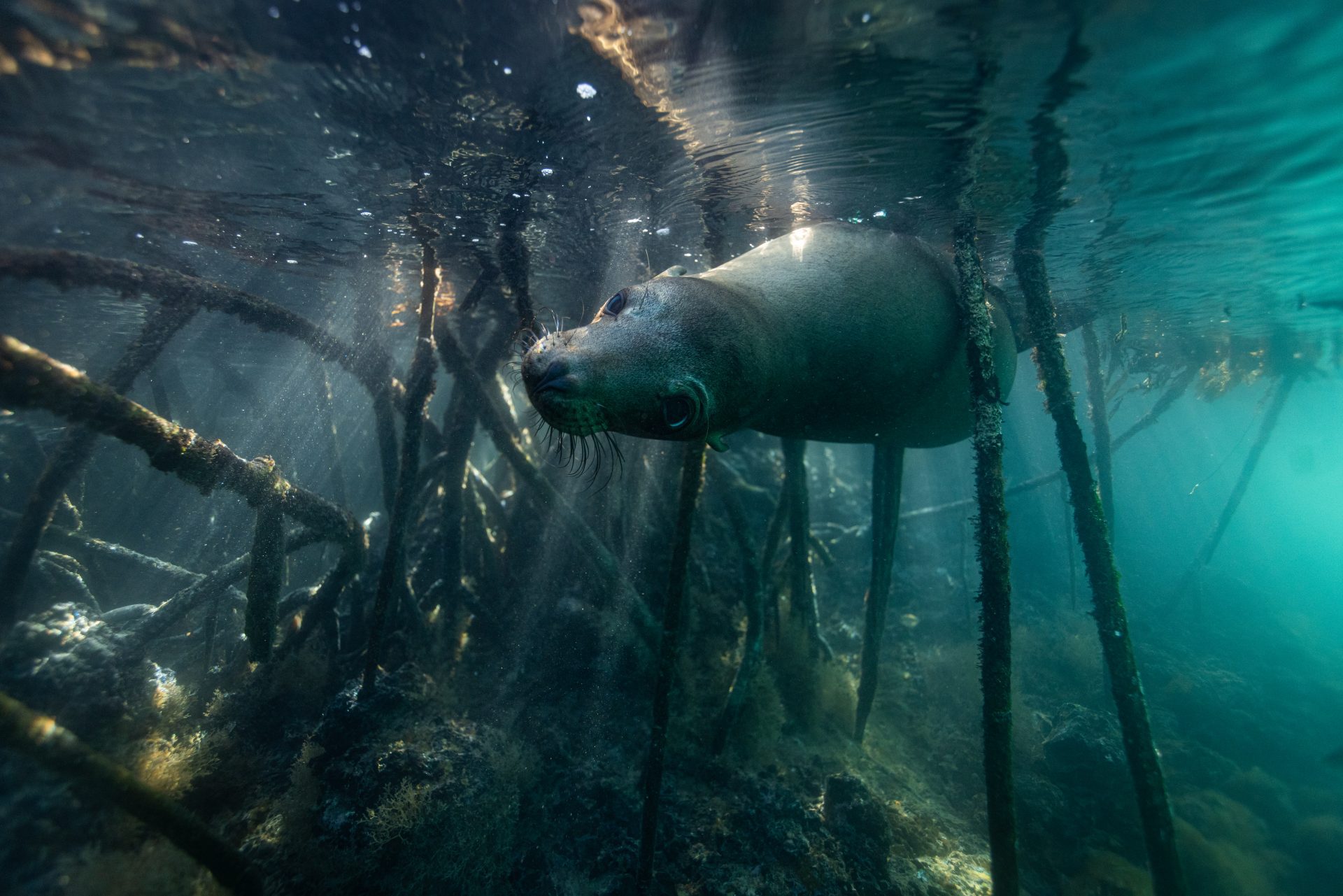 Cal Major: Being seaful - Oceanographic - Oceanographic