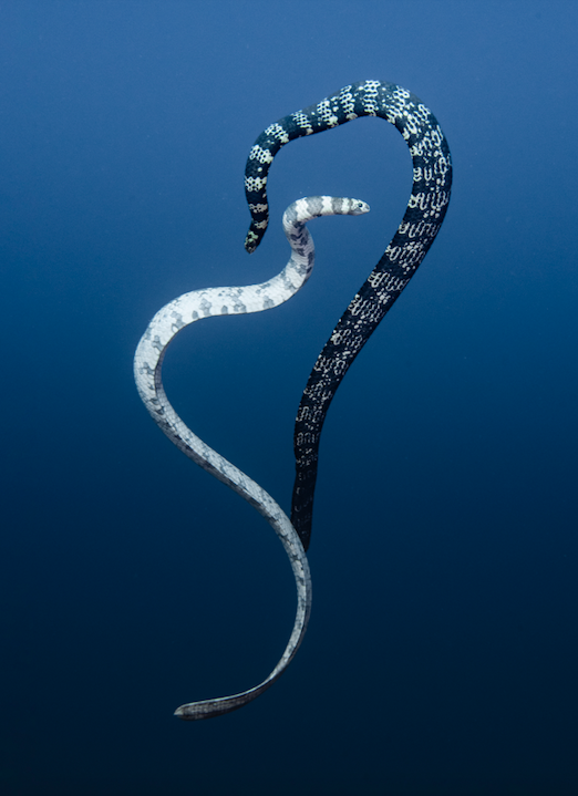 Scott Reef: Keeping the drills at bay - Oceanographic - Oceanographic