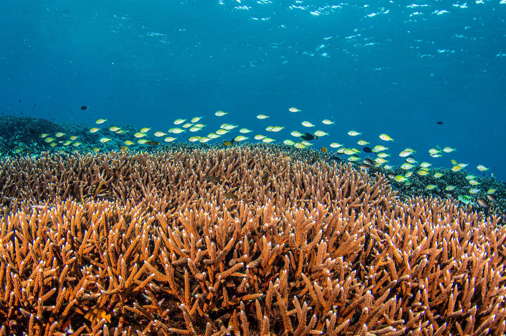 Community coral restoration on Nusa Penida - Oceanographic - Oceanographic