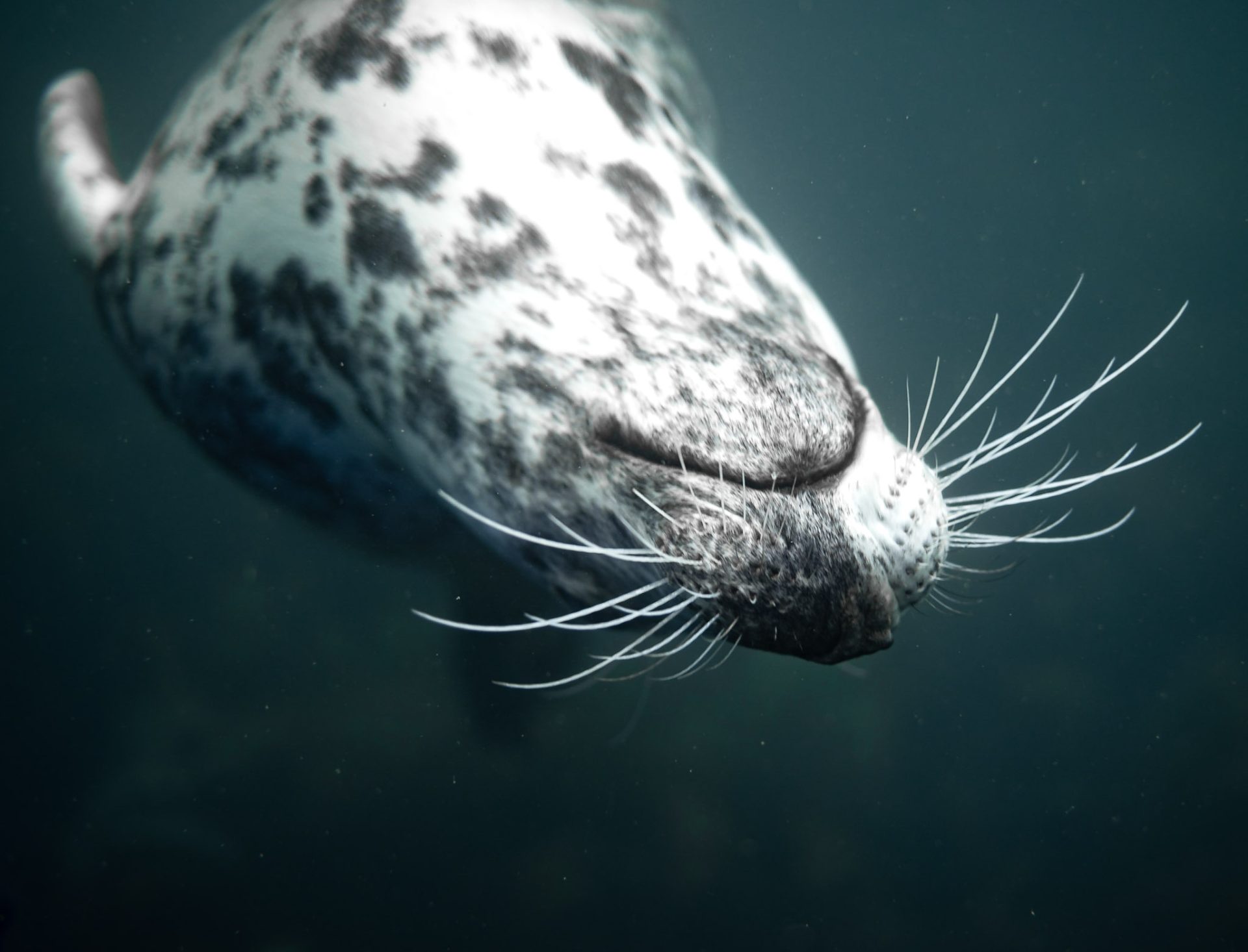 Cal Major: Being seaful - Oceanographic - Oceanographic