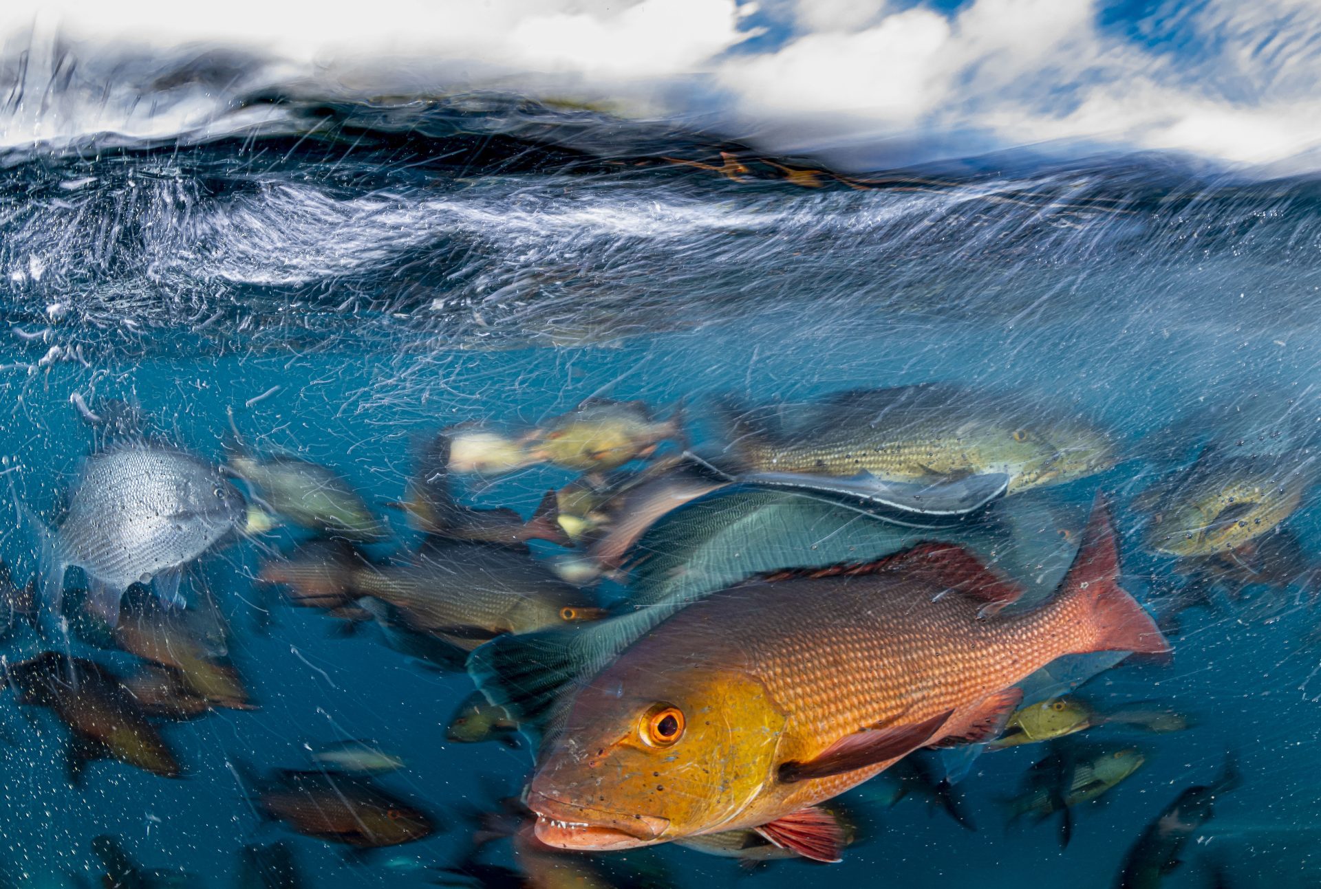 Ocean Conservation Photographer of the Year (Hope) 2023, HS ...